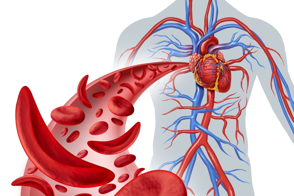 Maladies cardiaques ? Voici le secret pour améliorer votre circulation ...